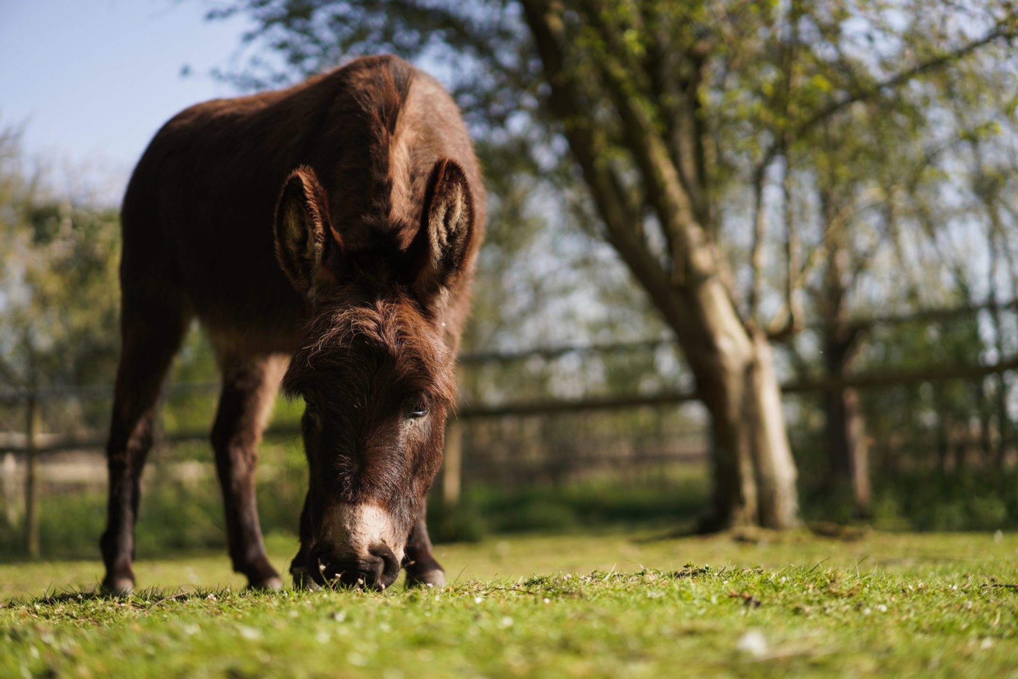 Micro Miniature Donkeys