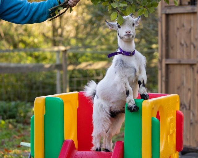 Pygmy Goat Play Time | Huckleberry Woods