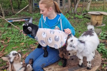 Pygmy Goat Play Time | Huckleberry Woods
