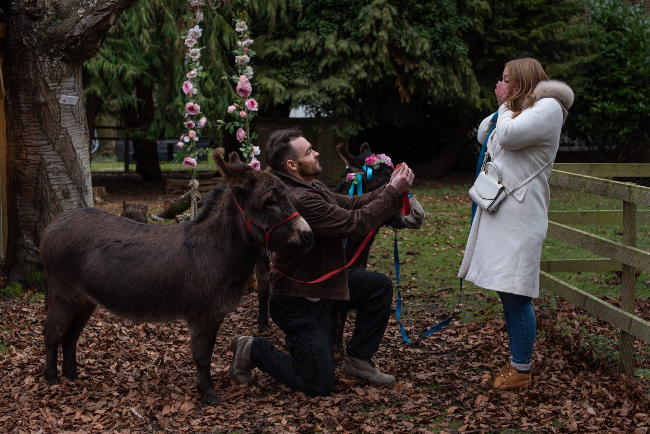 Micro Animal Proposal Package | Huckleberry Woods